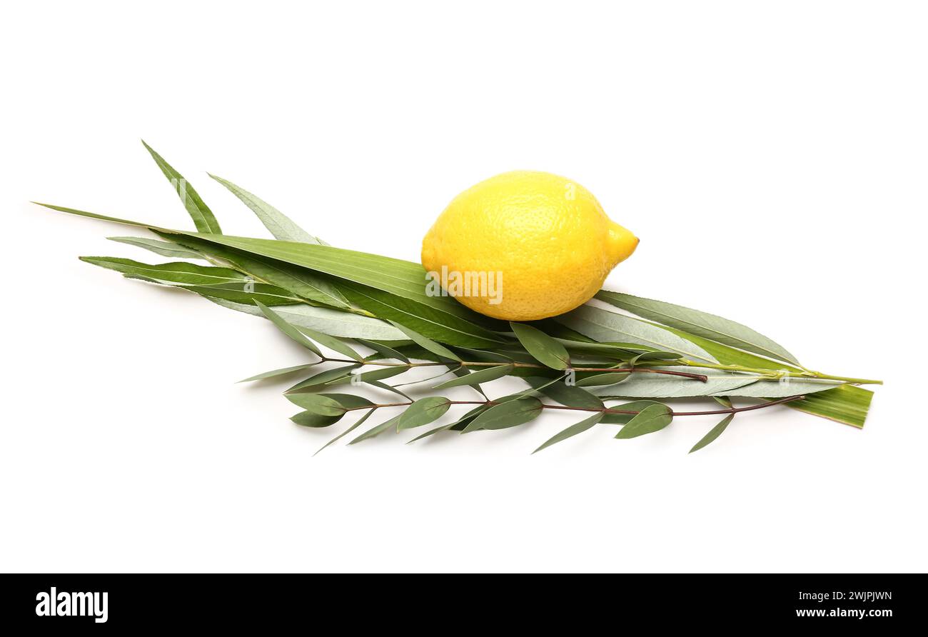 Four species (lulav, hadas, arava, etrog) as Sukkot festival symbols on ...