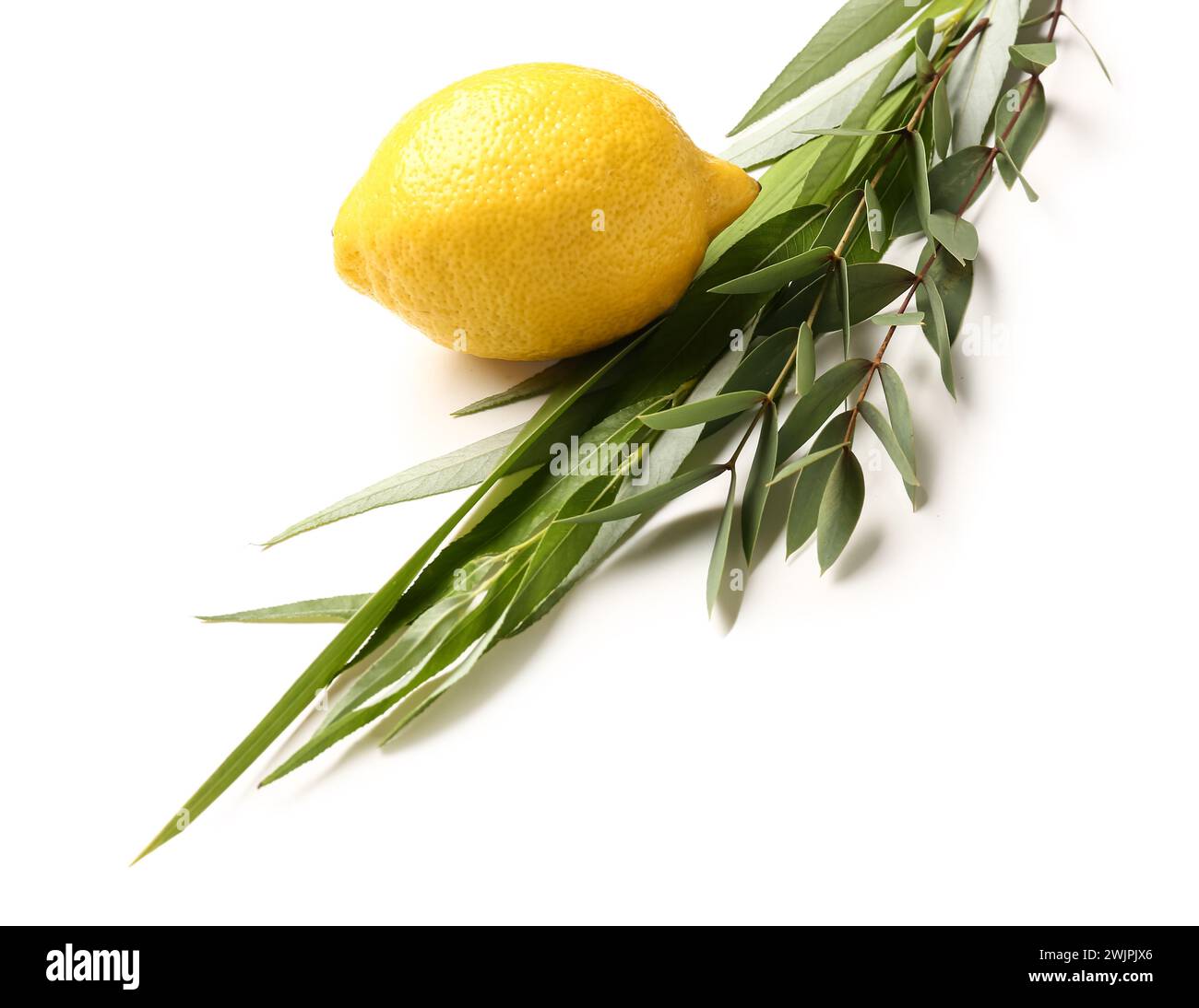 Four species (lulav, hadas, arava, etrog) as Sukkot festival symbols on ...