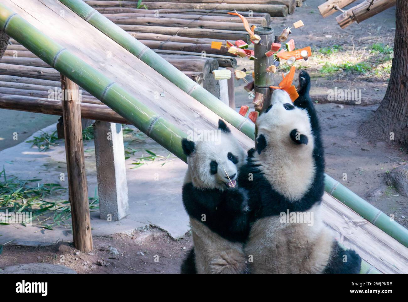CHONGQING, CHINA - FEBRUARY 16, 2024 - A panda eats a string of food at ...