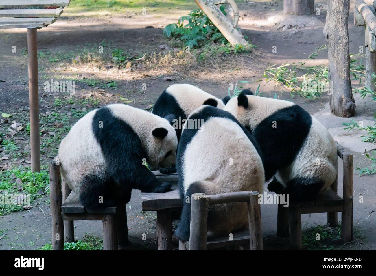 CHONGQING, CHINA - FEBRUARY 16, 2024 - Four pandas sit around a table ...