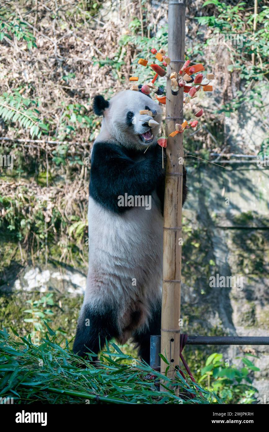 CHONGQING, CHINA - FEBRUARY 16, 2024 - A panda eats a string of food at ...