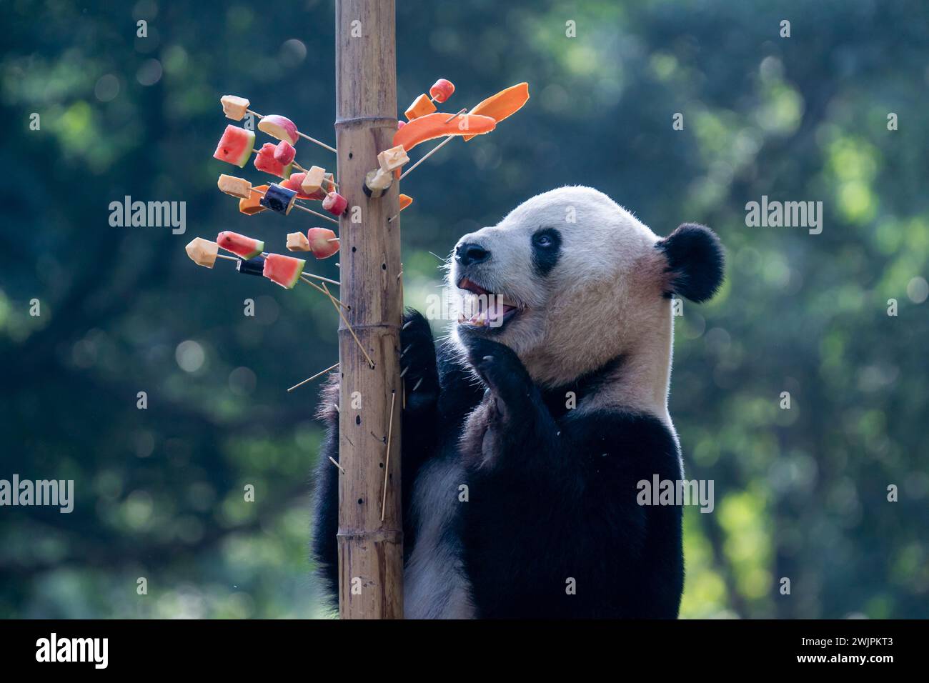 CHONGQING, CHINA - FEBRUARY 16, 2024 - A panda eats a string of food at ...