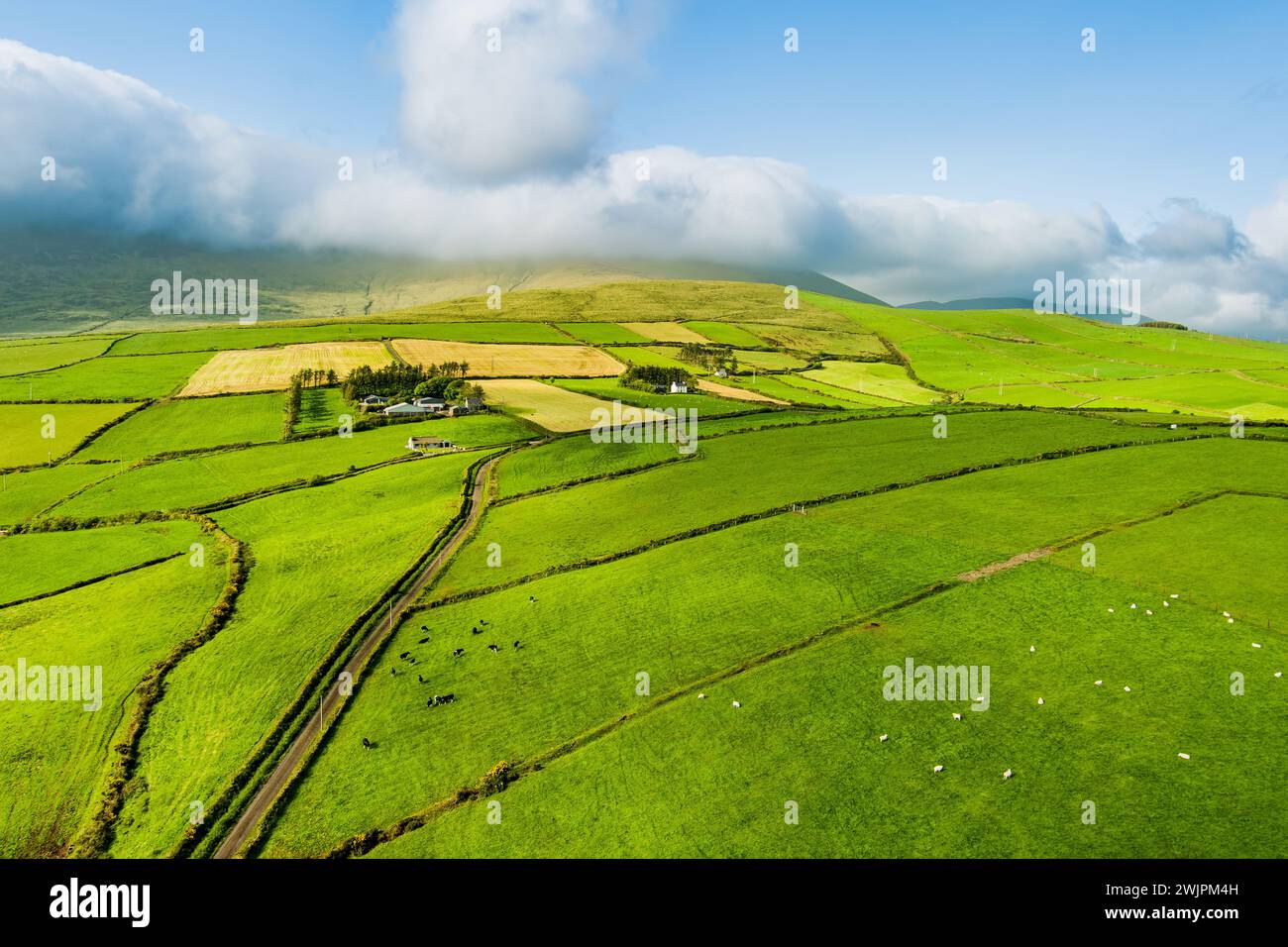 Aerial view of endless lush pastures and farmlands of Ireland's Dingle ...