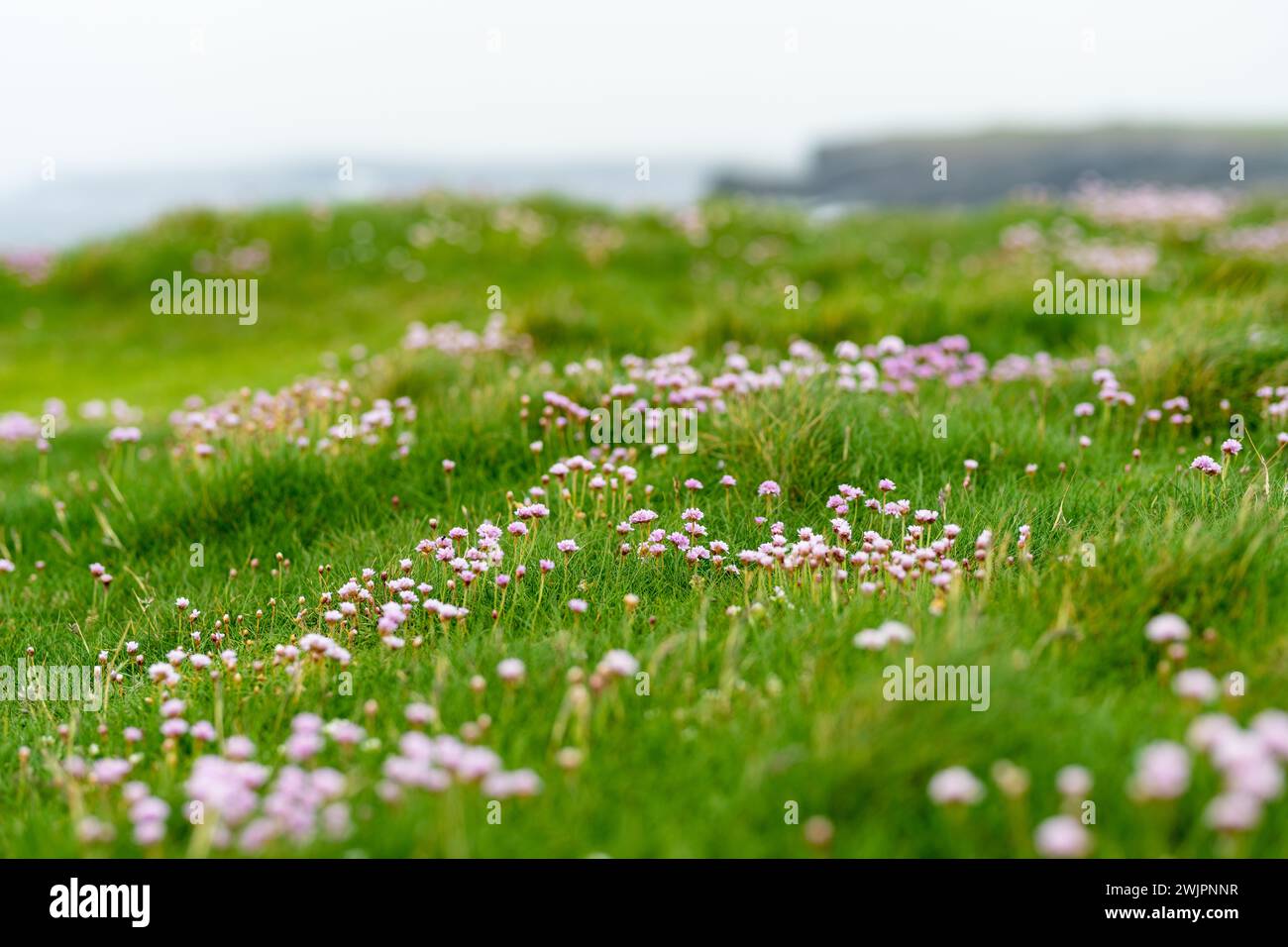 Pink thrift flowers blossoming on Kilkee Cliffs, situated at the Loop ...