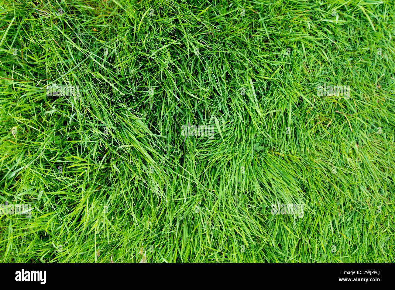 Lush uncut emerald green grass in soft evening light. Perfect fresh ...