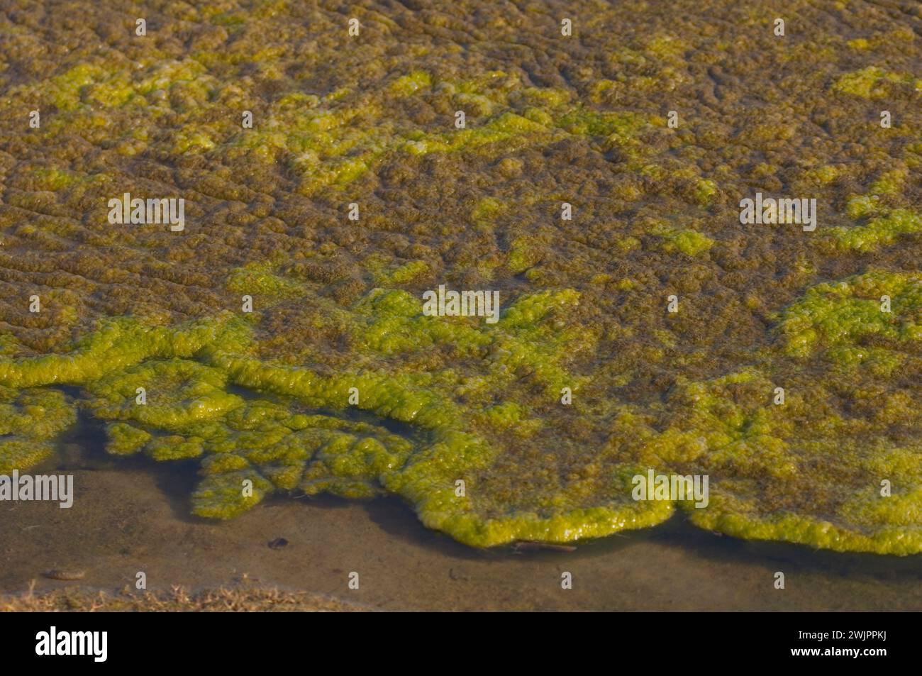 algae seaweed in lagoon that are at the base of the food chain and feed ...