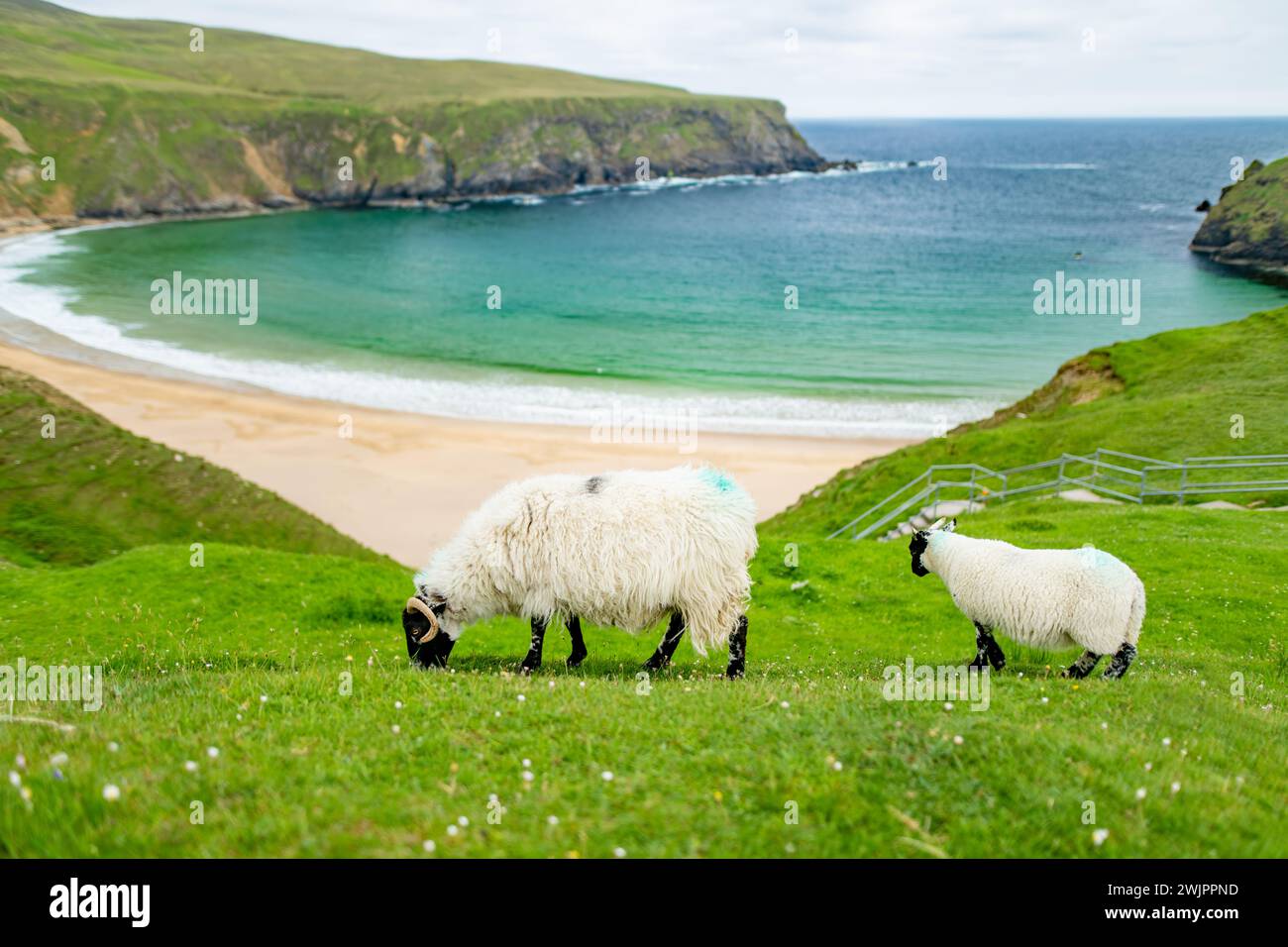 Sheep grazing near Silver Strand, a sandy beach in a sheltered ...
