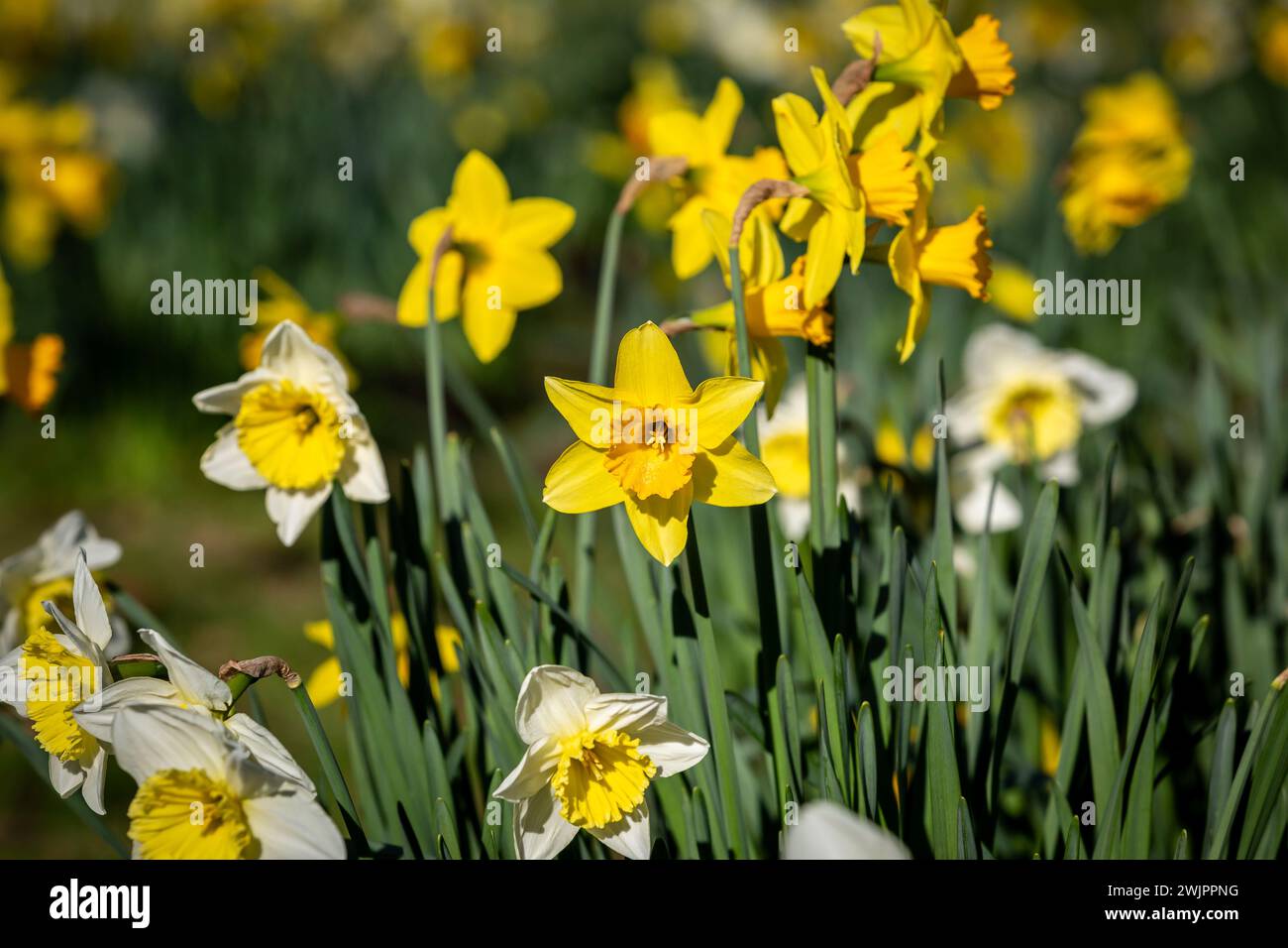 Daffodils in bloom in springtime, with a shallow depth fo field Stock ...