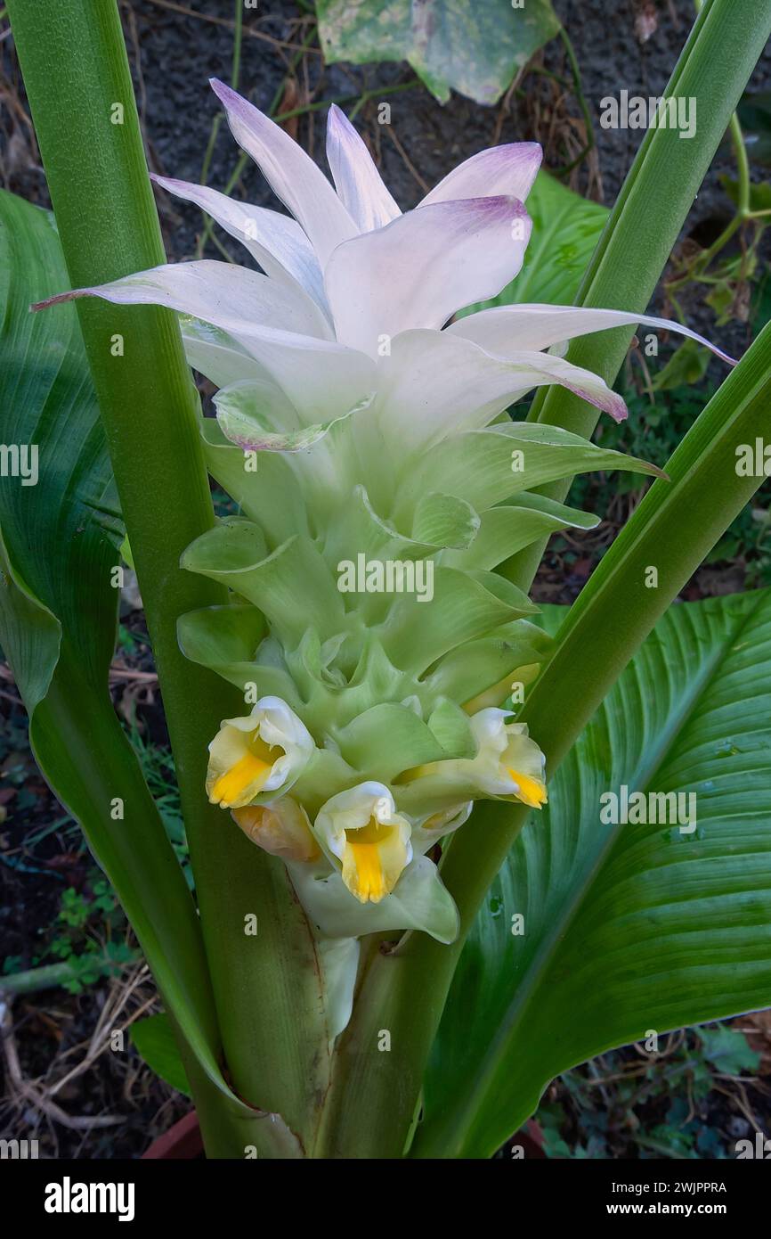 Turmeric (Curcuma longa), Zingiberacea. Rhizomatous perennial herb ...