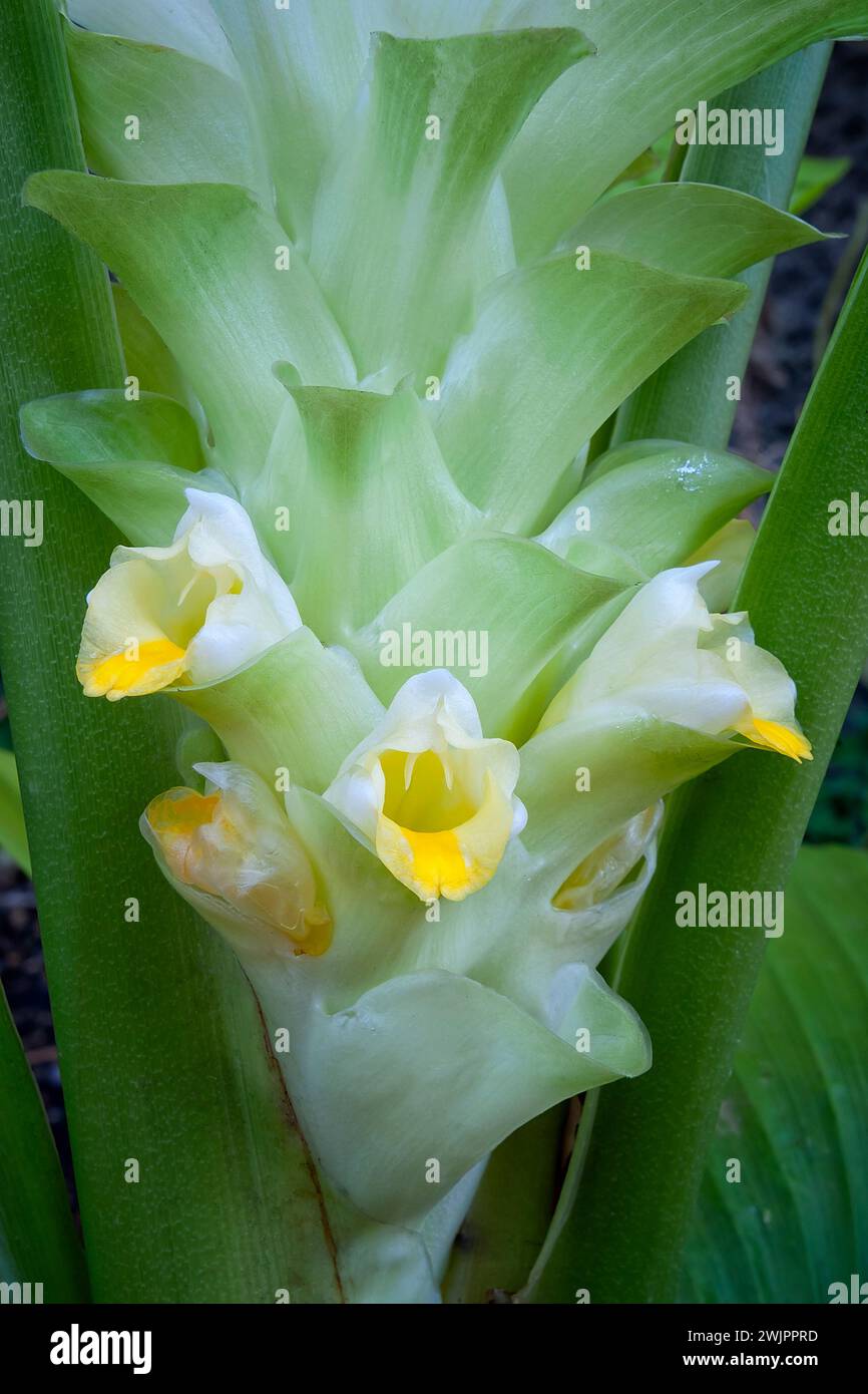 Turmeric (Curcuma longa), Zingiberacea. Rhizomatous perennial herb ...