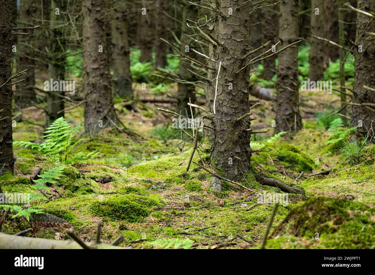 Massive pine trees with ivy growing on their trunks. Impressive green ...