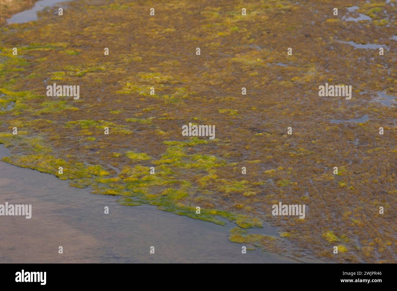 algae seaweed in lagoon that are at the base of the food chain and feed ...