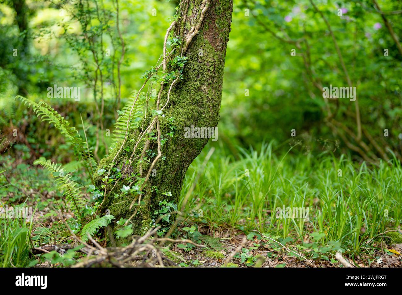 Massive pine trees with ivy growing on their trunks. Impressive green ...