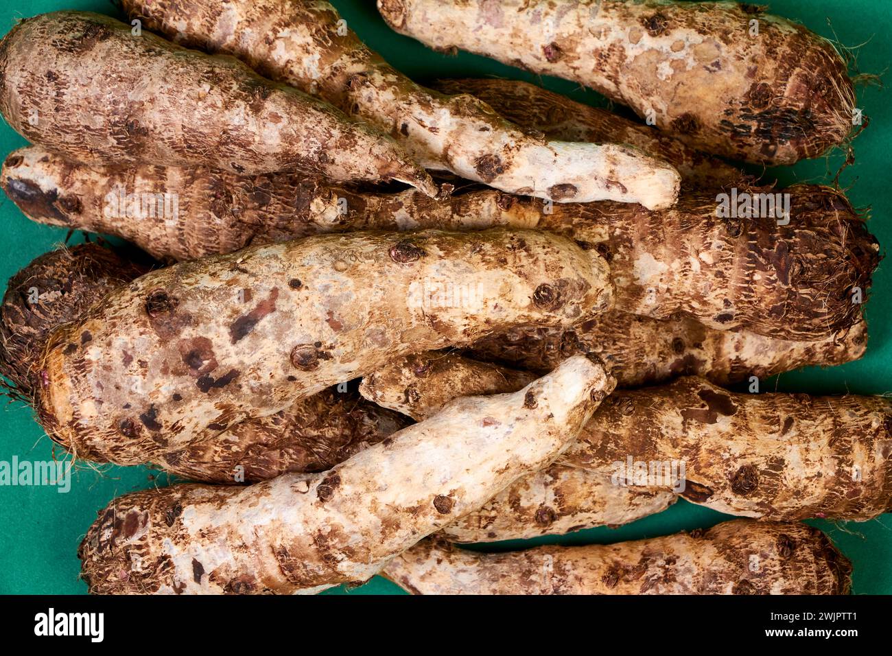 closeup of taro root vegetable, eddo malanga, hands table slice Stock ...