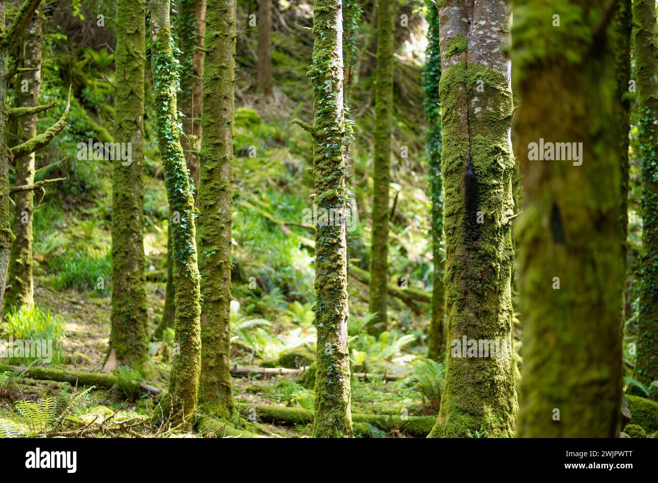 Dense humid forest near Torc Waterfall, one of most popular tourist ...