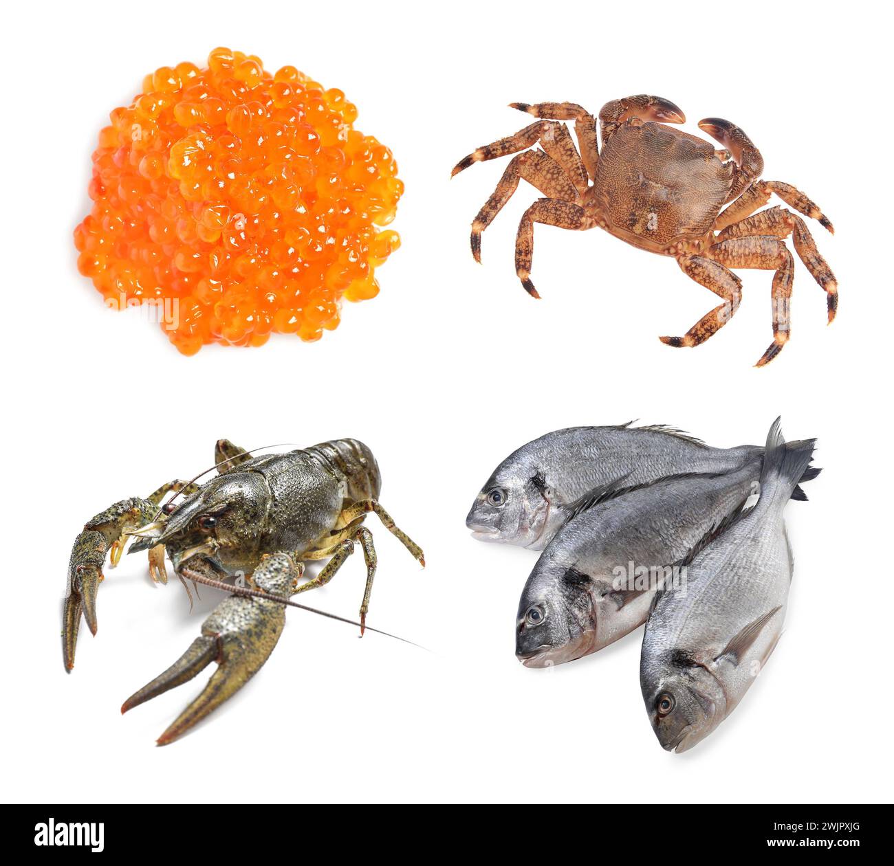 Dorado fish, crab, crayfish and red caviar isolated on white, set Stock ...