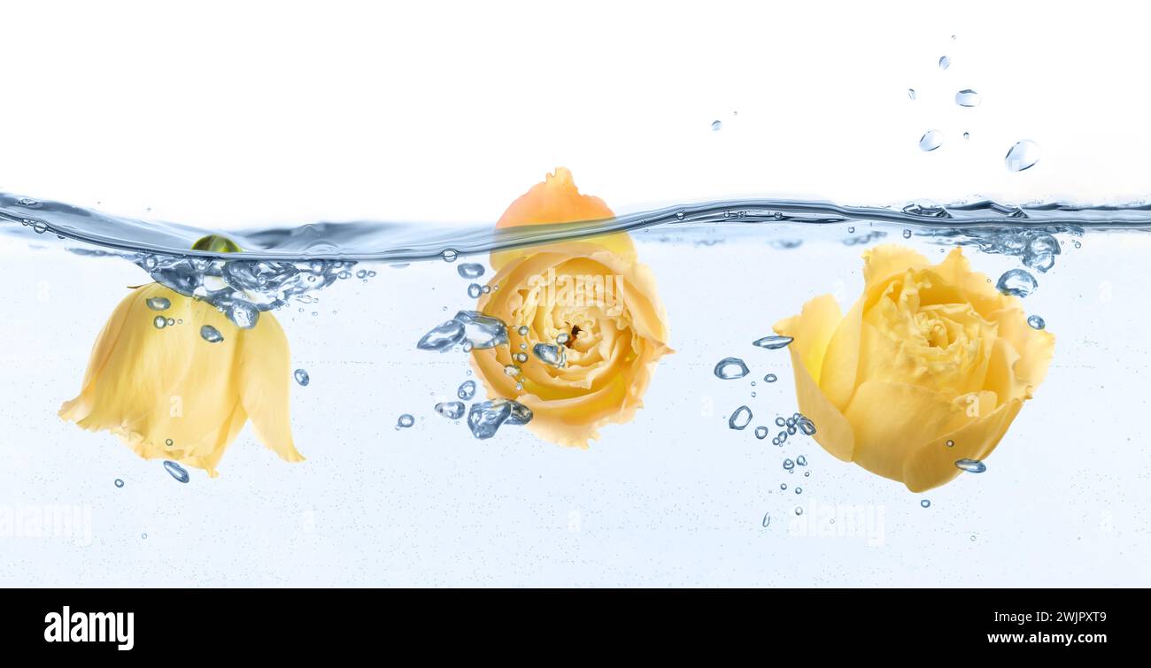 Beautiful yellow Eustoma flower buds in water on white background Stock ...