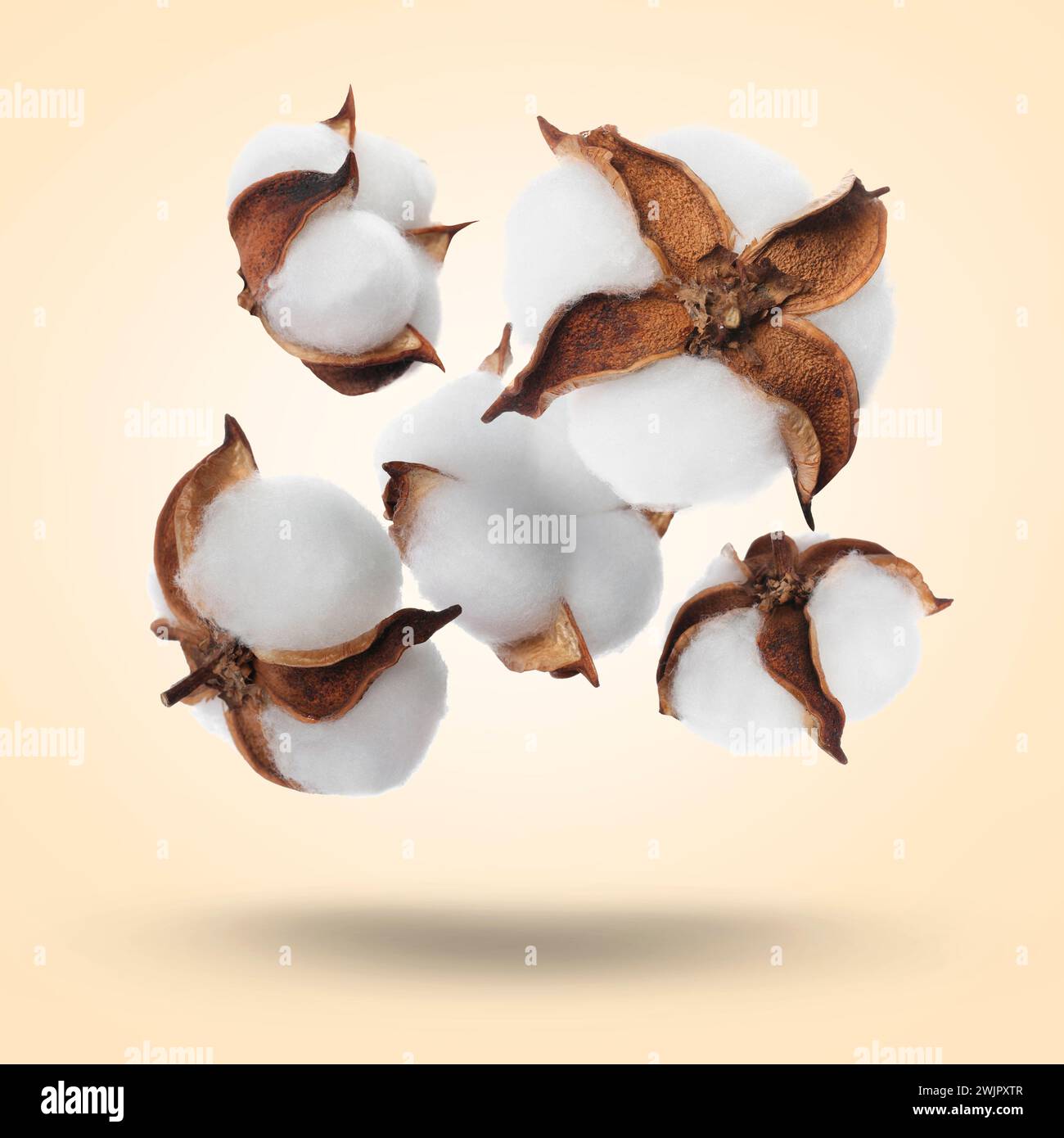 Beautiful cotton flowers falling on beige background Stock Photo - Alamy