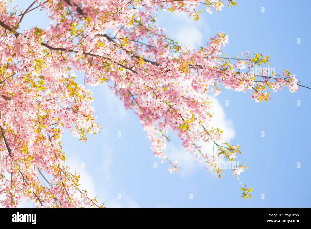 Skyward view of beautiful and cute pink Kawazu Zakura (cherry blossoms ...