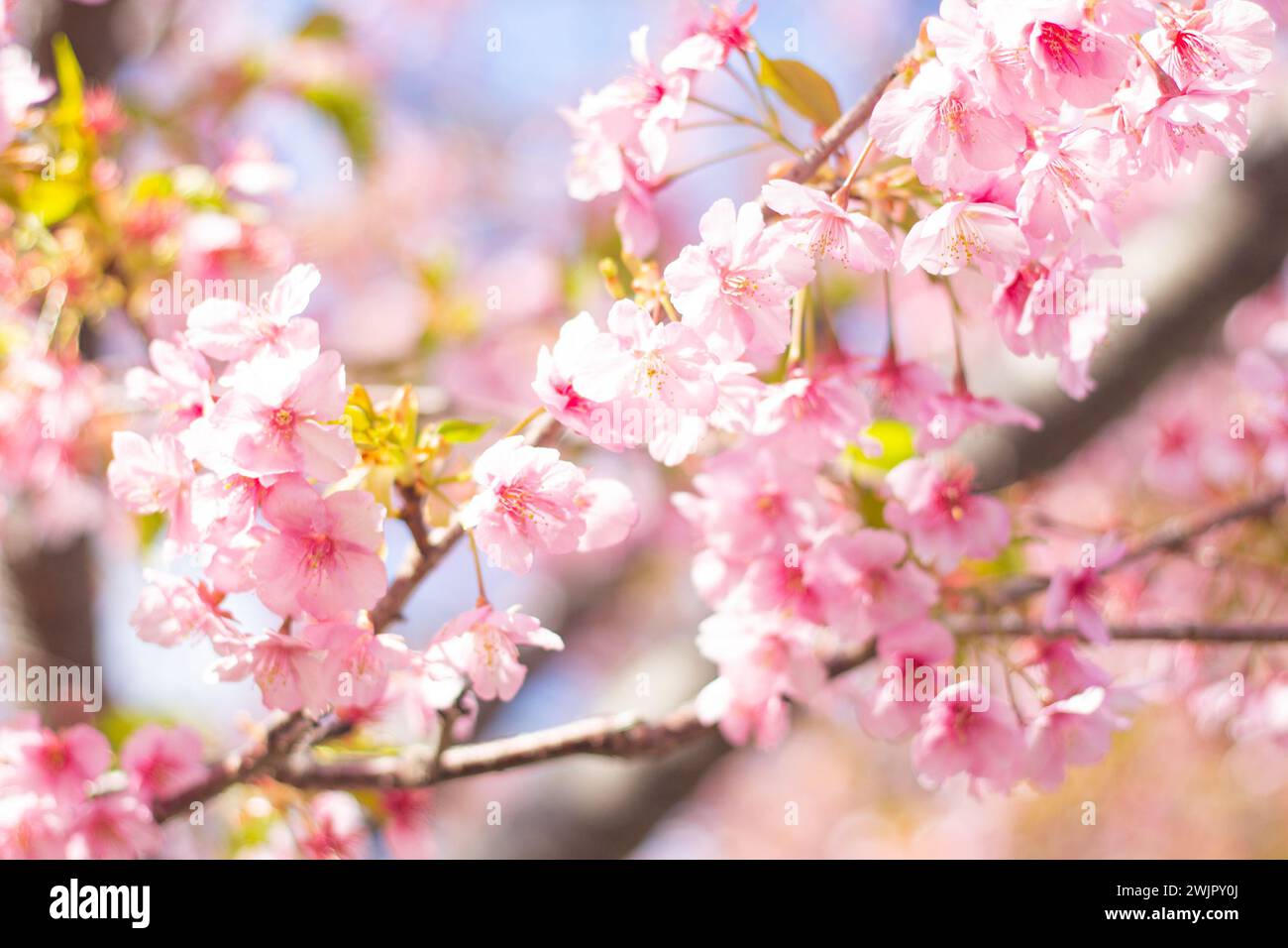 Beautiful and cute pink Kawazu Zakura (cherry blossoms) wallpaper ...