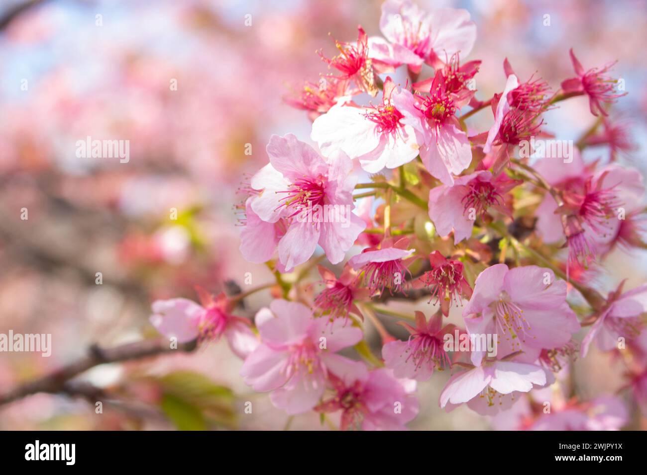 Skyward view of beautiful and cute pink Kawazu Zakura (cherry blossoms ...