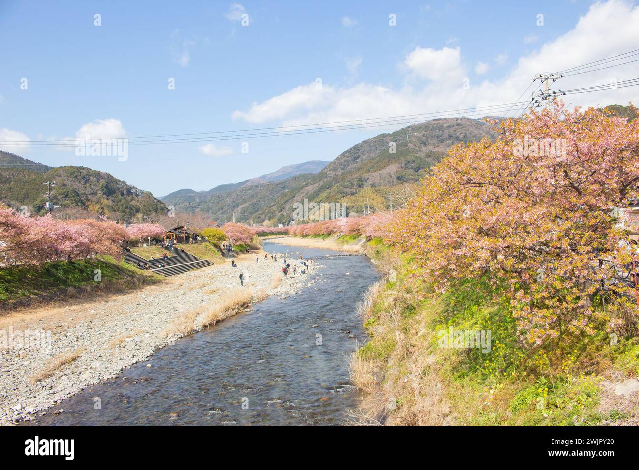 Beautiful panoramic view of Kawazu River with pink Kawazu Zakura ...