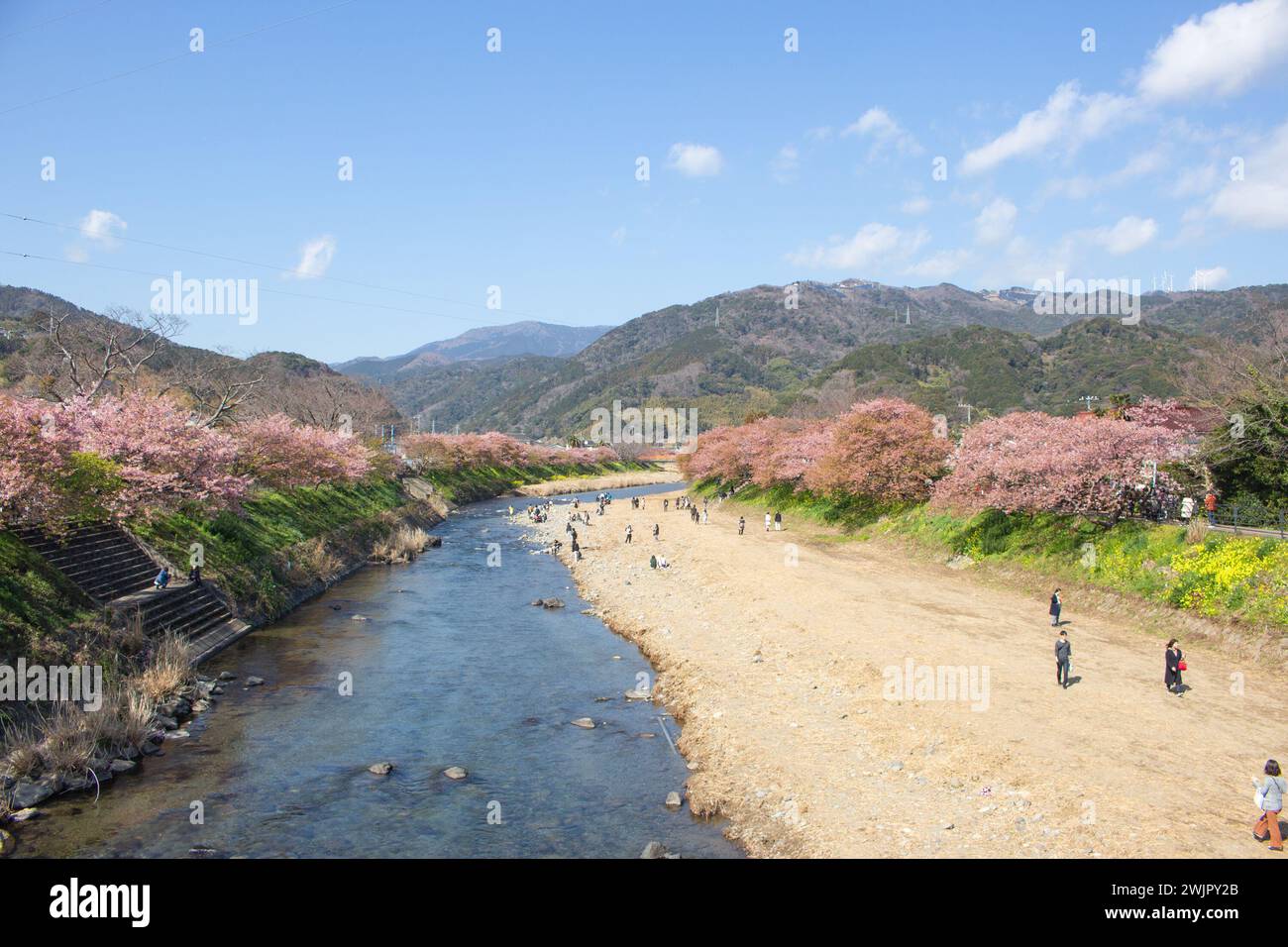 Beautiful panoramic view of Kawazu River with pink Kawazu Zakura ...