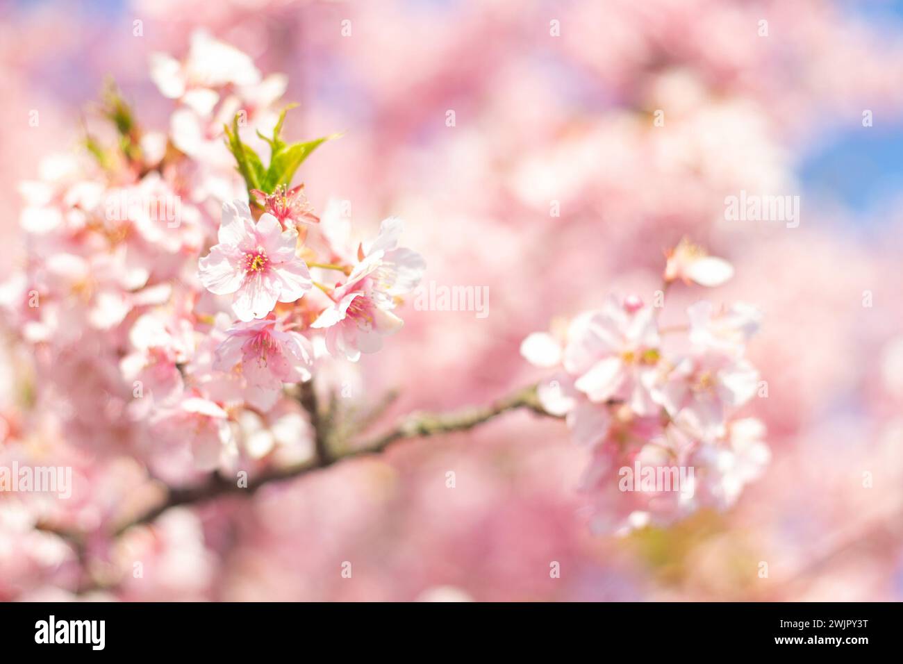 Beautiful and cute pink Kawazu Zakura (Cherry blossoms) wallpaper ...