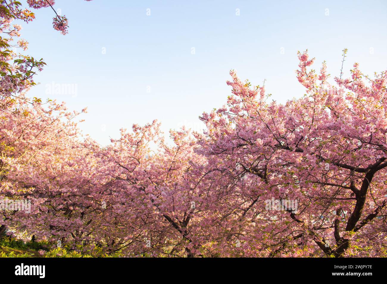 Beautiful and cute Kawazu Zakura (cherry blossoms) against blue sky ...