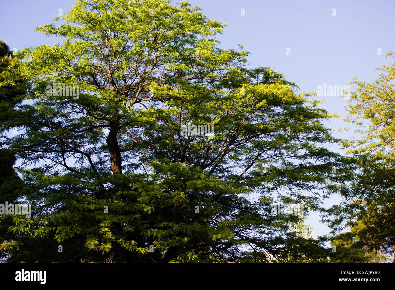 A crown of an ancient huge green deciduous tree against a blue sky in a ...