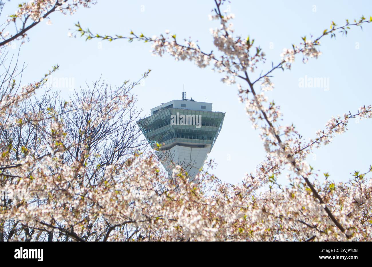 Skyward view of Goryokaku Tower with cute pink cherry blossoms (Sakura ...