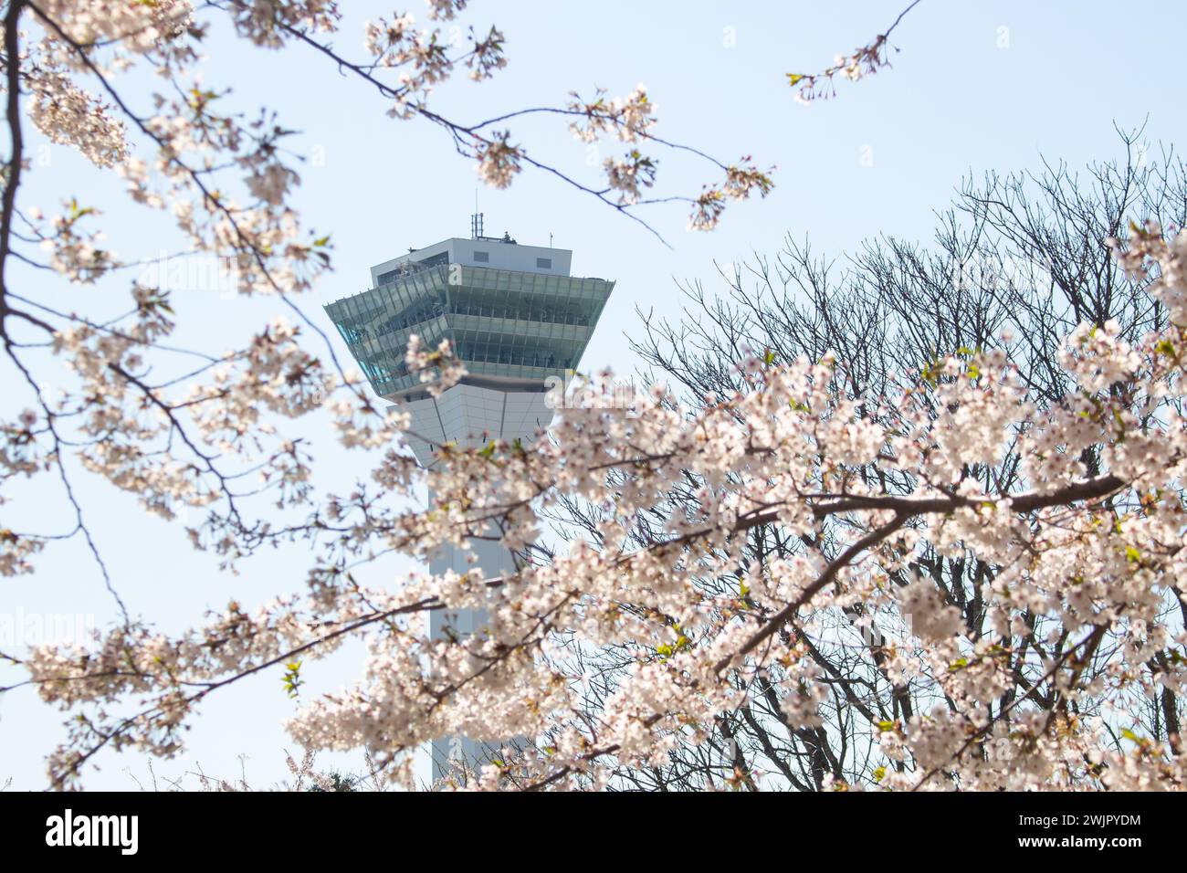 Skyward view of Goryokaku Tower with cute pink cherry blossoms (Sakura ...