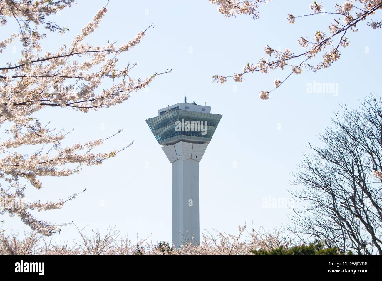 Skyward view of Goryokaku Tower with cute pink cherry blossoms (Sakura ...