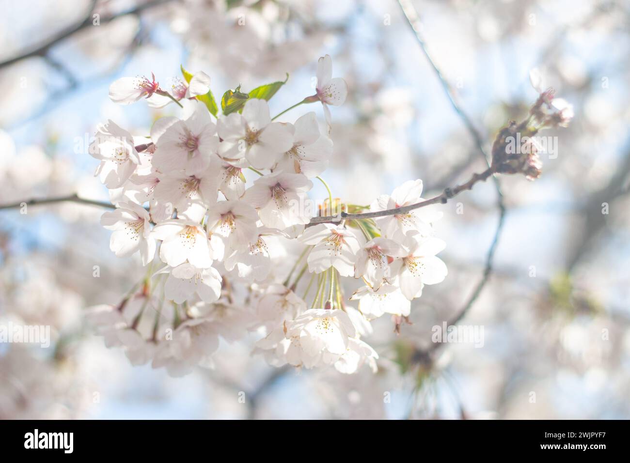 Skyward view of cute and beautiful white cherry blossoms (Sakura flower ...