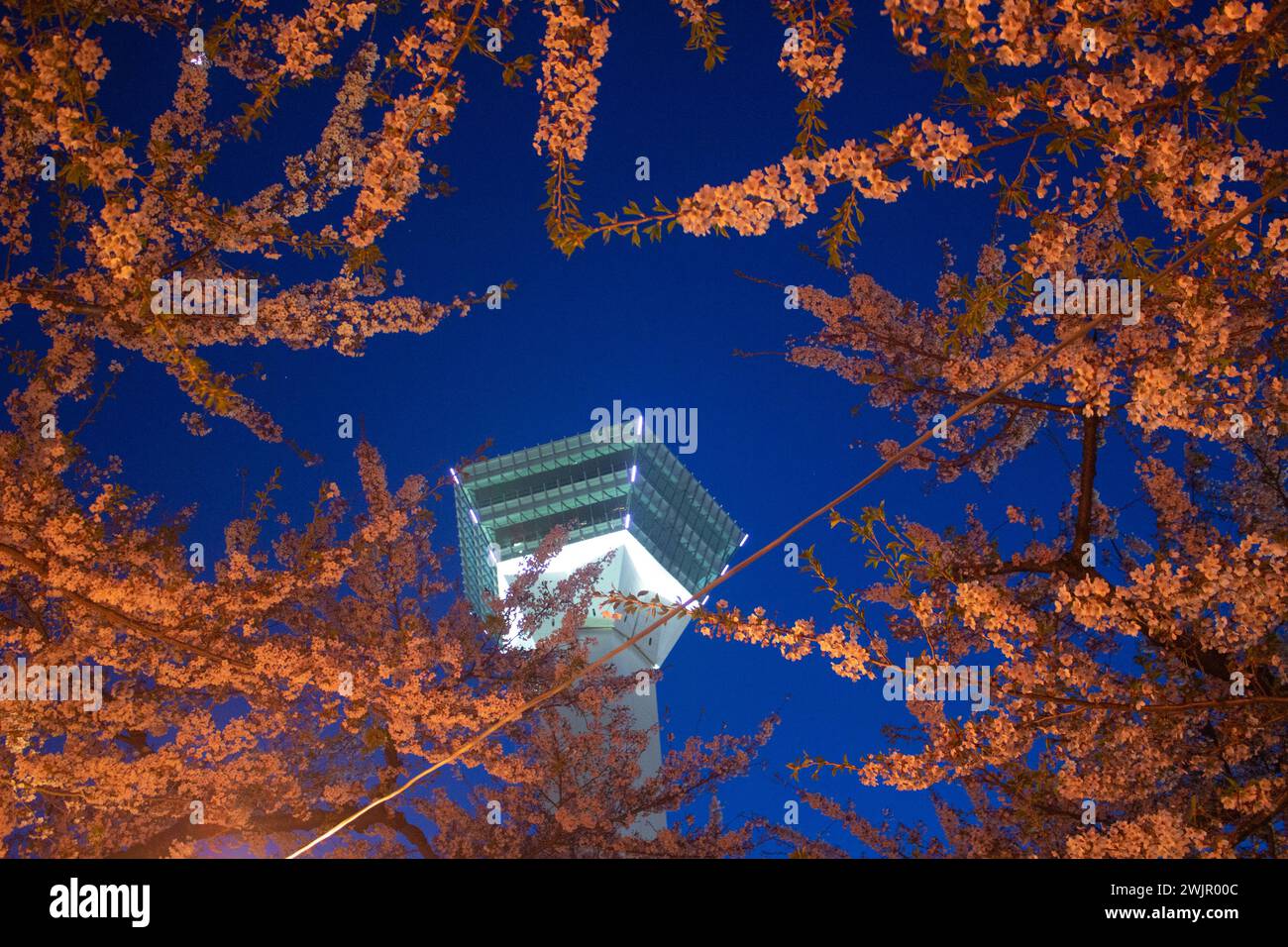 Skyward view of model goryokaku Tower with pink cherry blossoms (Sakura ...