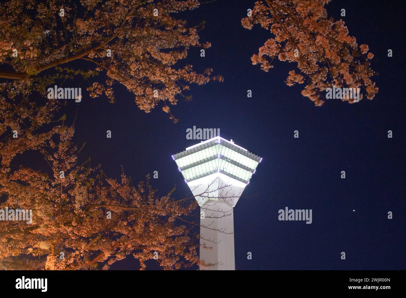 Beautiful night view of Goryokaku Tower with cherry blossoms (Sakura ...