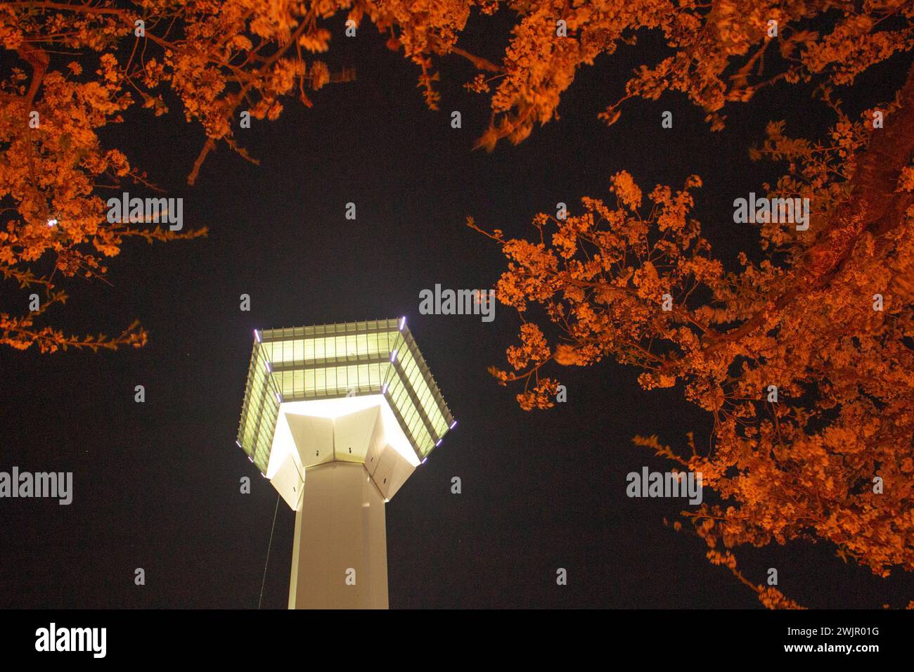 Beautiful night view of Goryokaku Tower with cherry blossoms (Sakura ...
