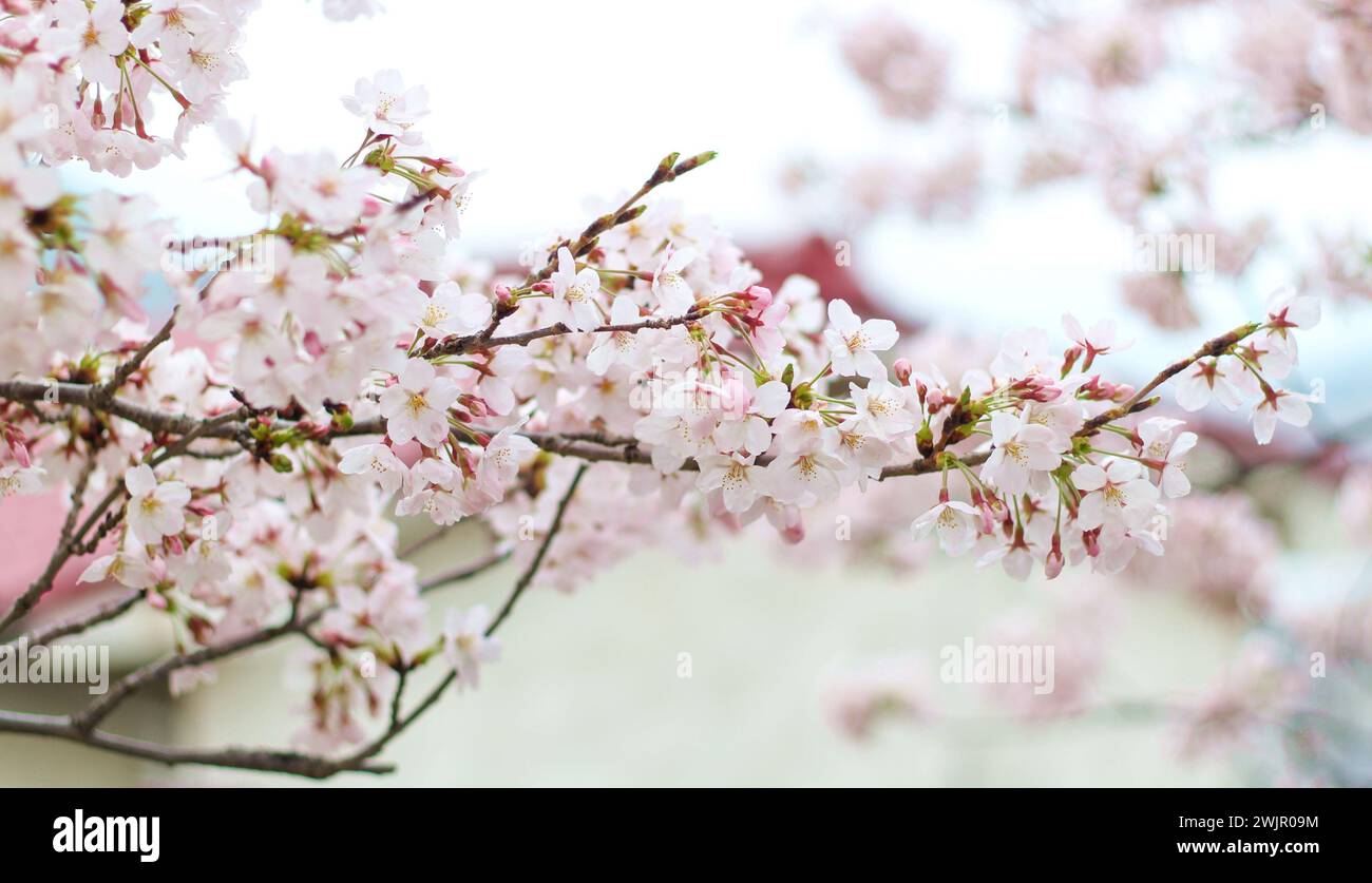 Light Pink Cherry Blossom Wallpaper Cherry Blossom Flower Wallpaper