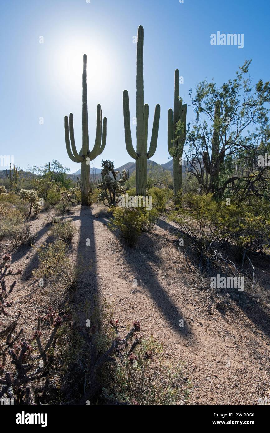 Saguaro cacti (Carnegiea gigantea) and their shadows Stock Photo - Alamy