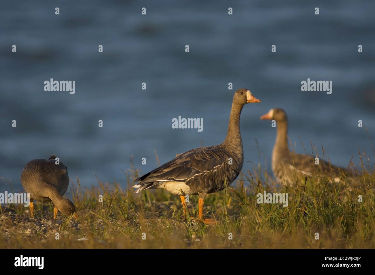 greater white fronted geese Anser albifrons on the 1002 coastal plain ...