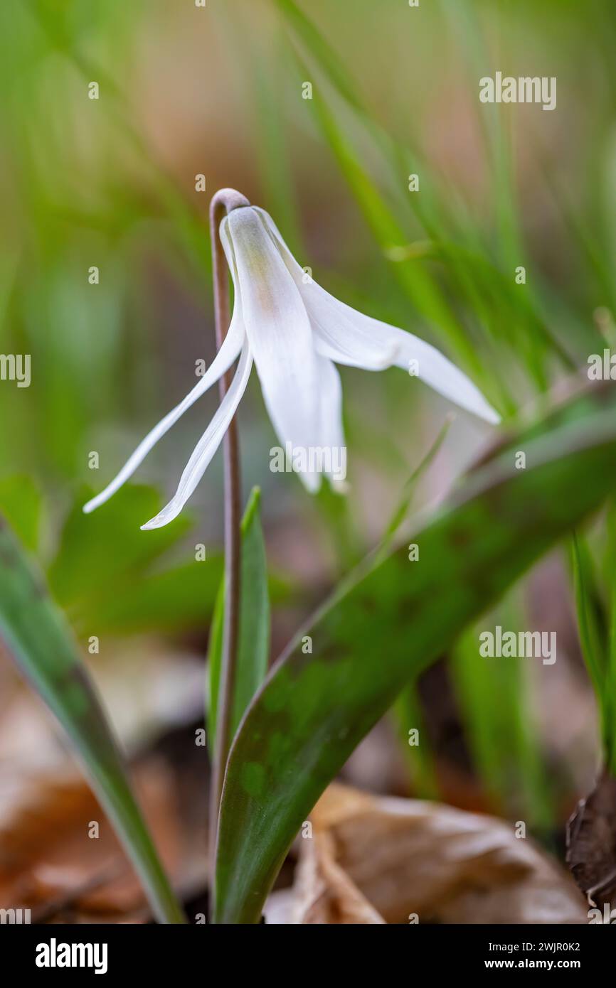 Ledges State Park near Boone, Iowa, USA Stock Photo - Alamy