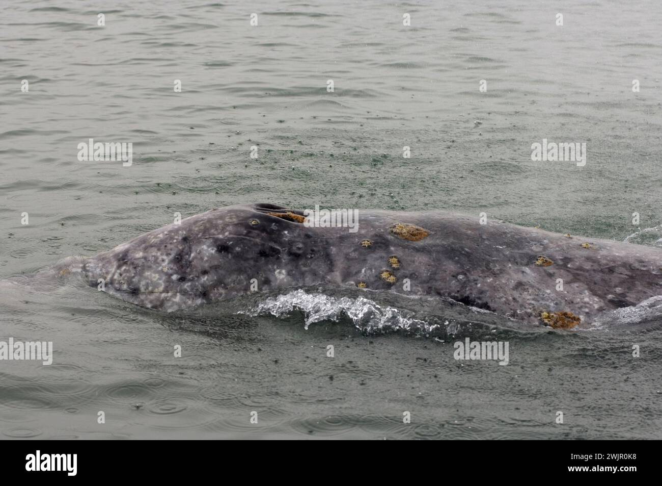 gray whale Eschrichtius robustus summer rubbing scrating barnacles and ...