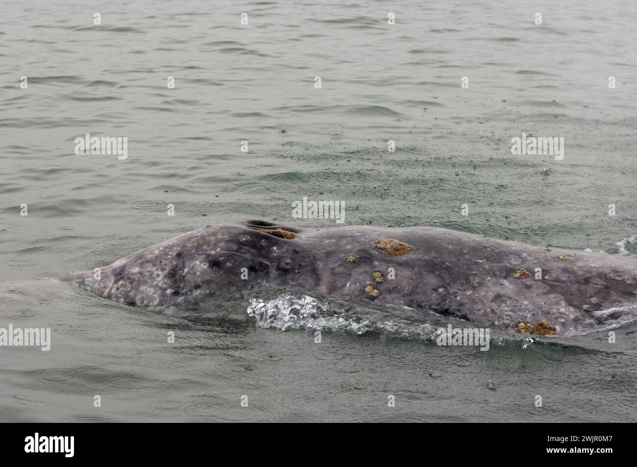 gray whale Eschrichtius robustus summer rubbing scrating barnacles and ...