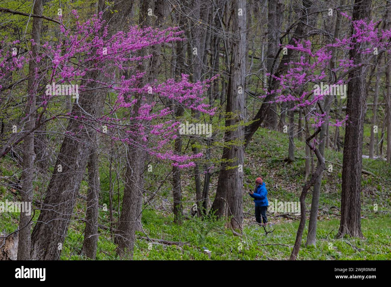 Eastern Redbud, Cercis canadensis, flowering in the forest of Ledges ...
