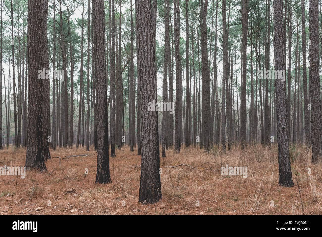 A winter's day walk in the Congaree National Forest near Columbia ...