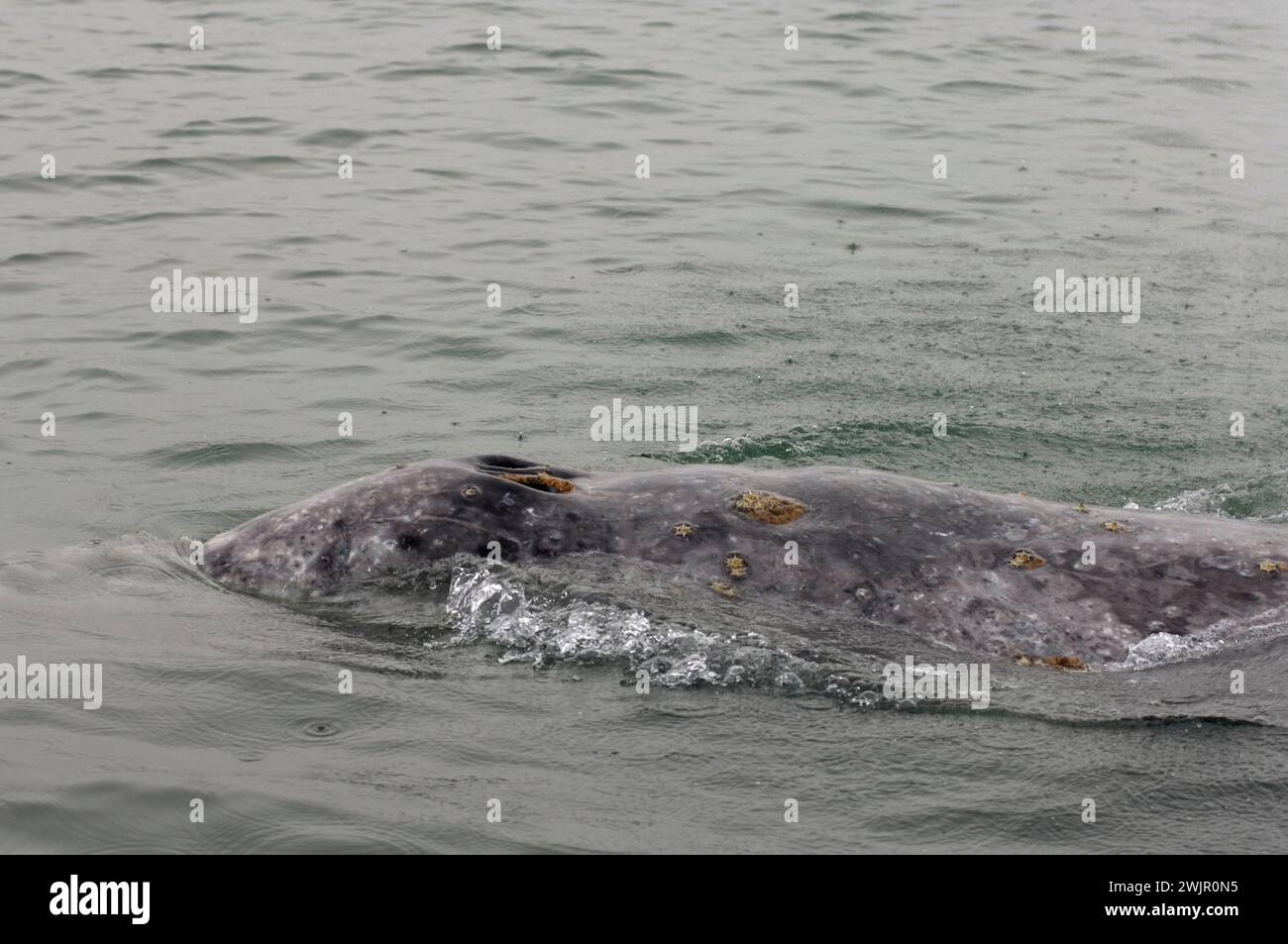 gray whale Eschrichtius robustus summer rubbing scrating barnacles and ...