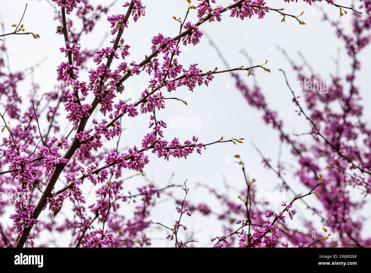 Eastern Redbud, Cercis canadensis, flowering in the forest of Ledges ...