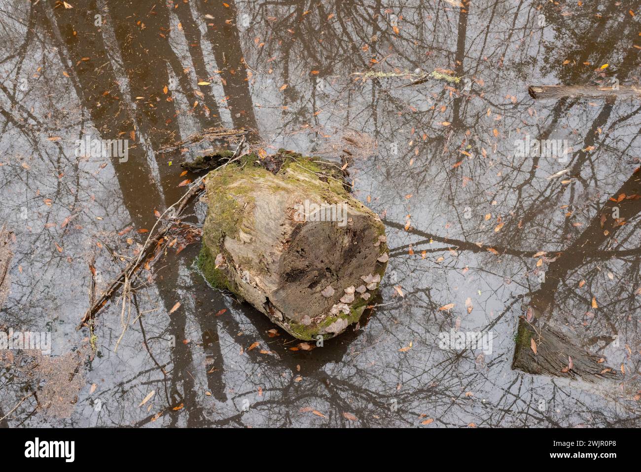 A winter's day walk in the Congaree National Forest near Columbia ...