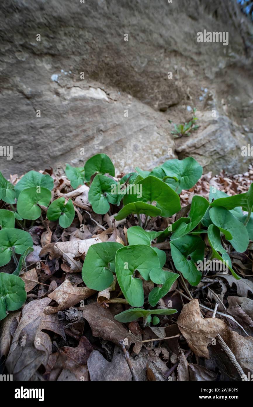 Ledges State Park near Boone, Iowa, USA Stock Photo - Alamy