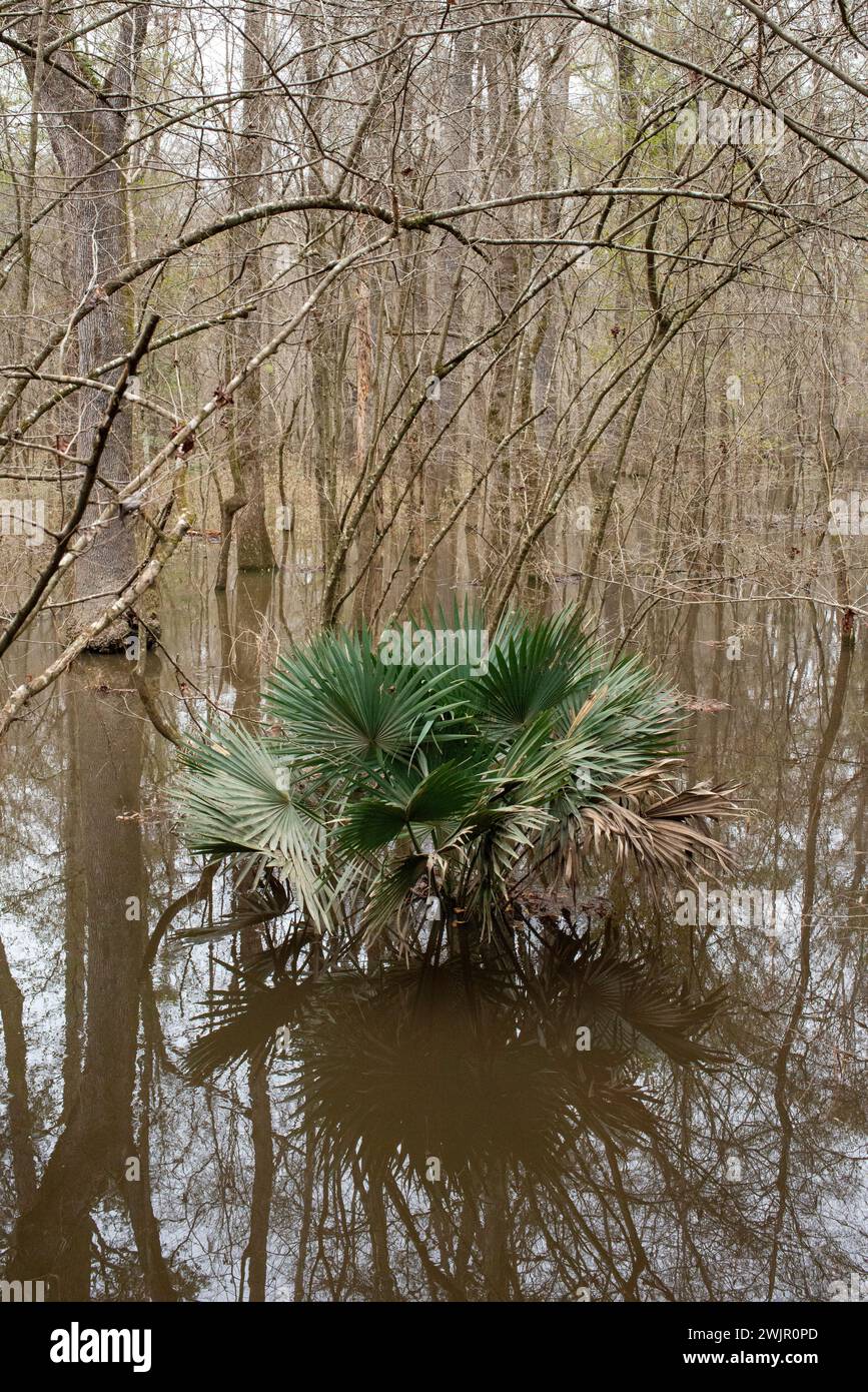 A winter's day walk in the Congaree National Forest near Columbia ...